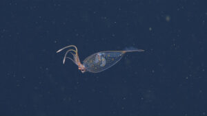 The Glass Squid Is Nearly Invisible—and Can Inflate Like a Balloon to ...