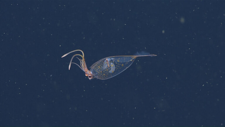 The Glass Squid Is Nearly Invisible—and Can Inflate Like a Balloon to ...