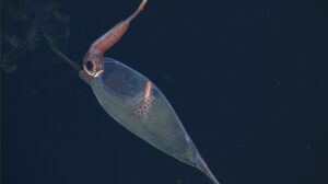 The Glass Squid Is Nearly Invisible—and Can Inflate Like a Balloon to ...