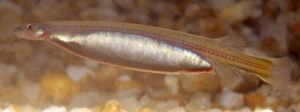 Meet the Candiru Known as The Parasitic Fish That’s the Stuff of ...