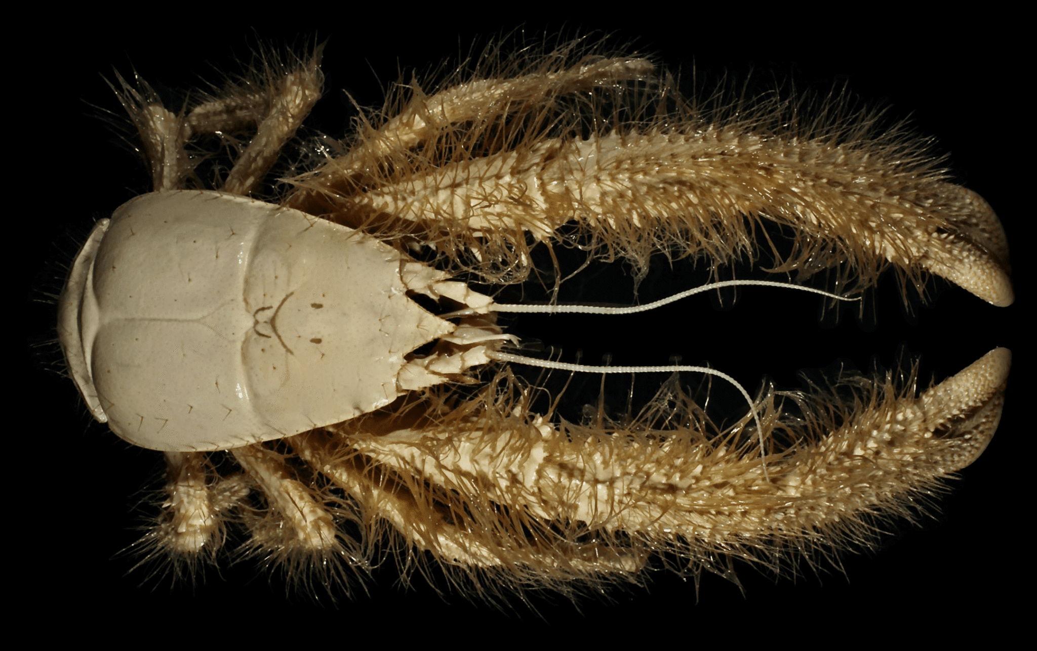 The Yeti Crab Lives in Boiling Water and Farms Bacteria on Its Claws ...