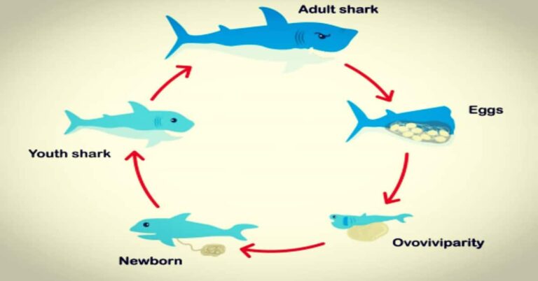 The Shark That Glows in the Dark and Lives in the Twilight Zone ...