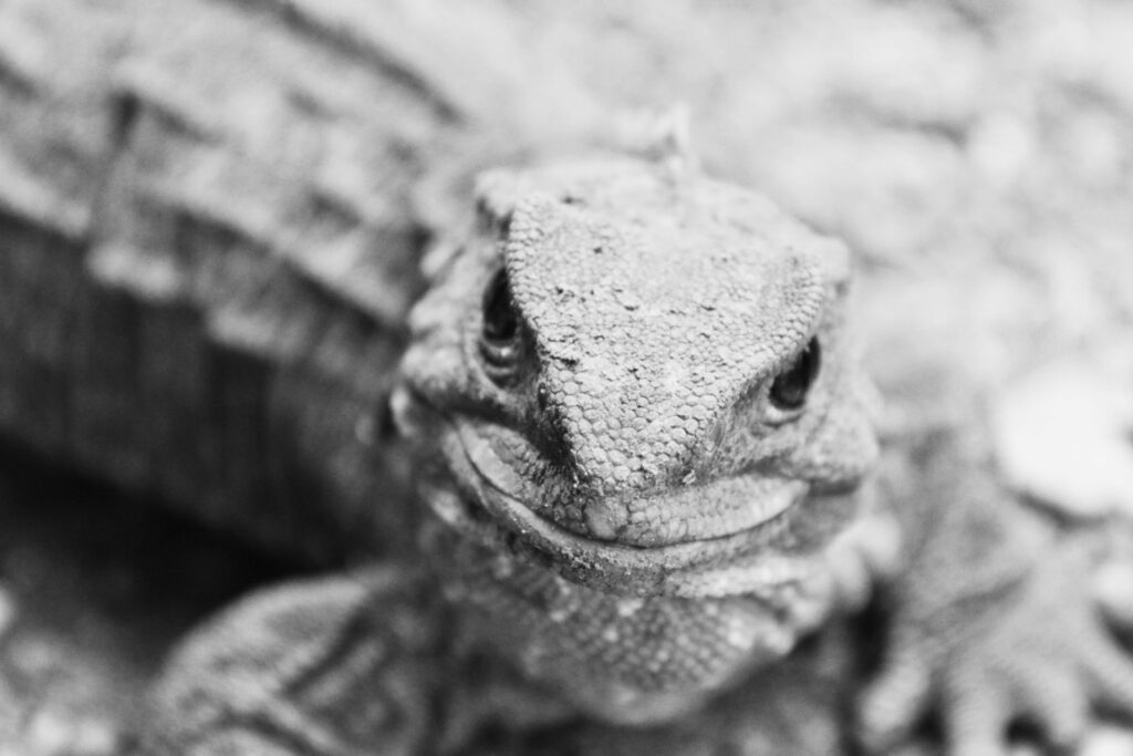 The Tuatara Isn’t a Lizard—And It Has a Third Eye – Extreme Animal Records