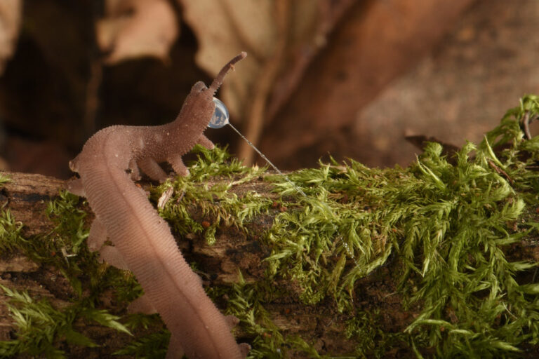 The Velvet Worm Hunts With Slime—and Shoots It Faster Than You Can ...
