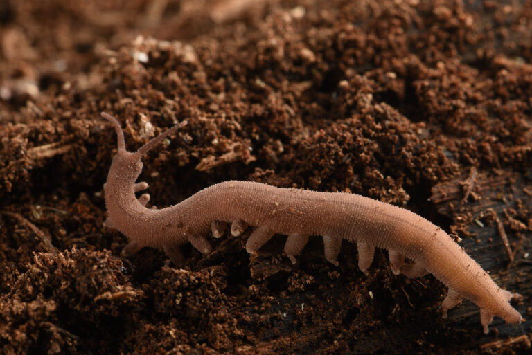 The Velvet Worm Hunts With Slime—and Shoots It Faster Than You Can ...