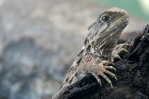 The Tuatara Isn’t a Lizard—And It Has a Third Eye – Extreme Animal Records