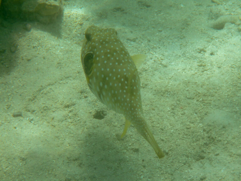 This Fish Builds Nests So Precise They Rival Crop Circles – Extreme ...