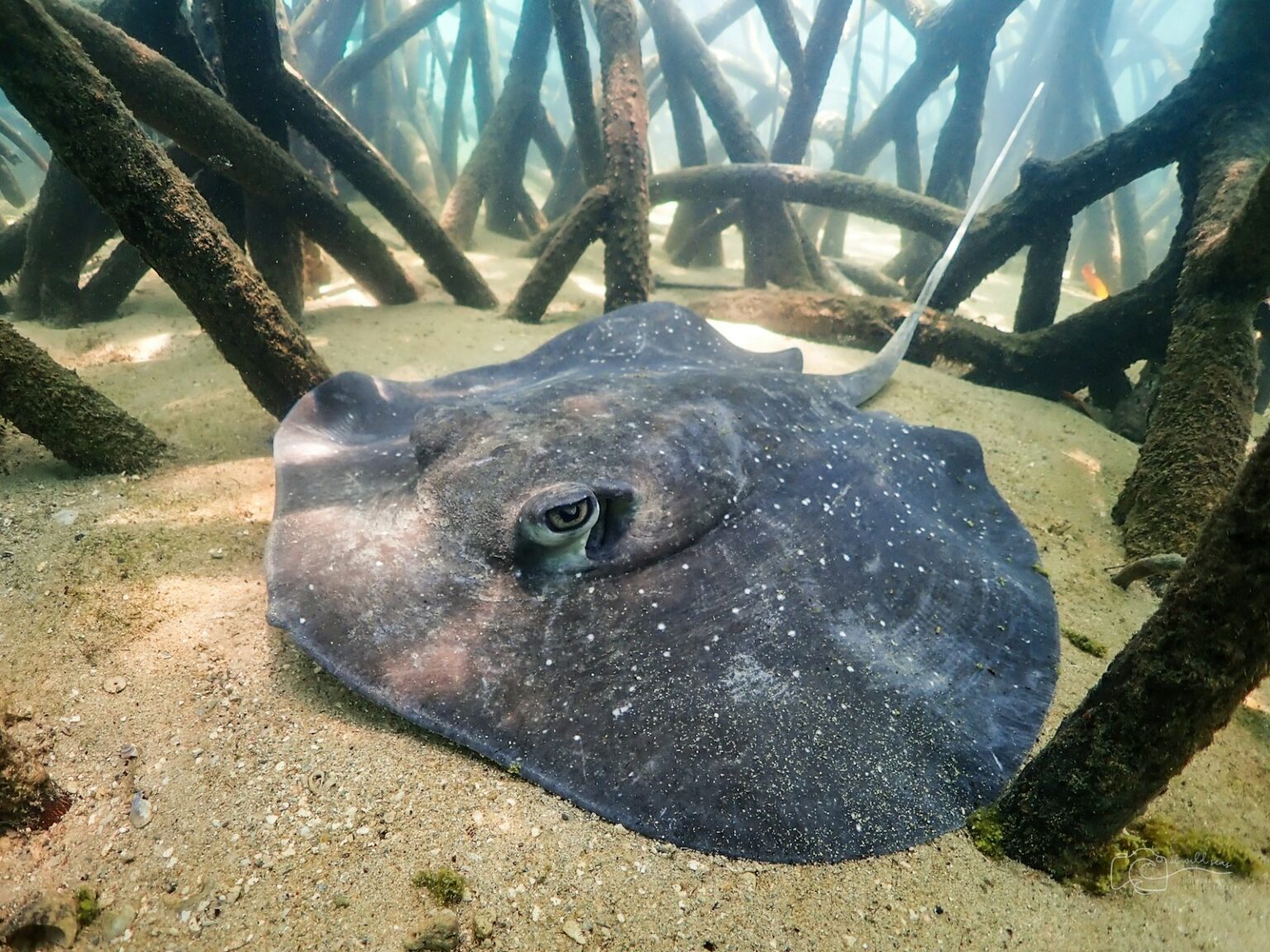 Century-Old Rays vs. Flash-Born Fish: What Time Teaches – Extreme ...