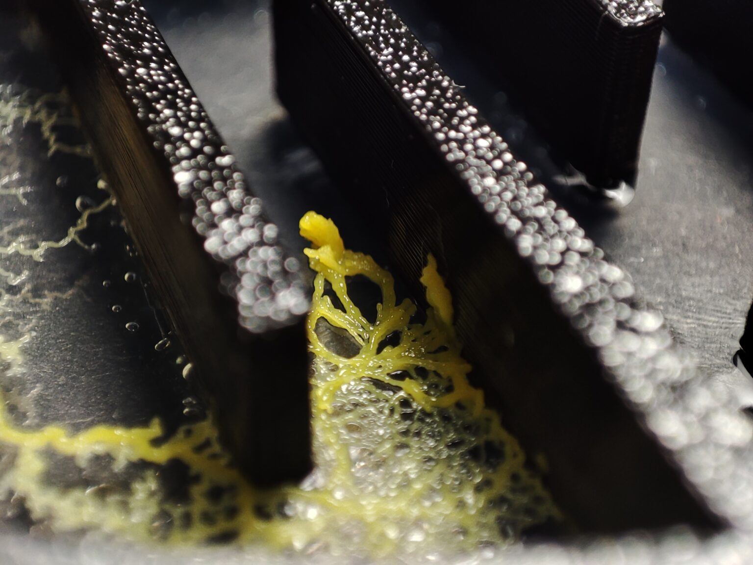 The Slime Mold That Solves Mazes Without a Brain – Extreme Animal Records