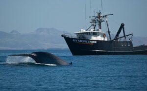 The Baleen Whale’s Toothless Filter-Feeding Evolution Explained ...