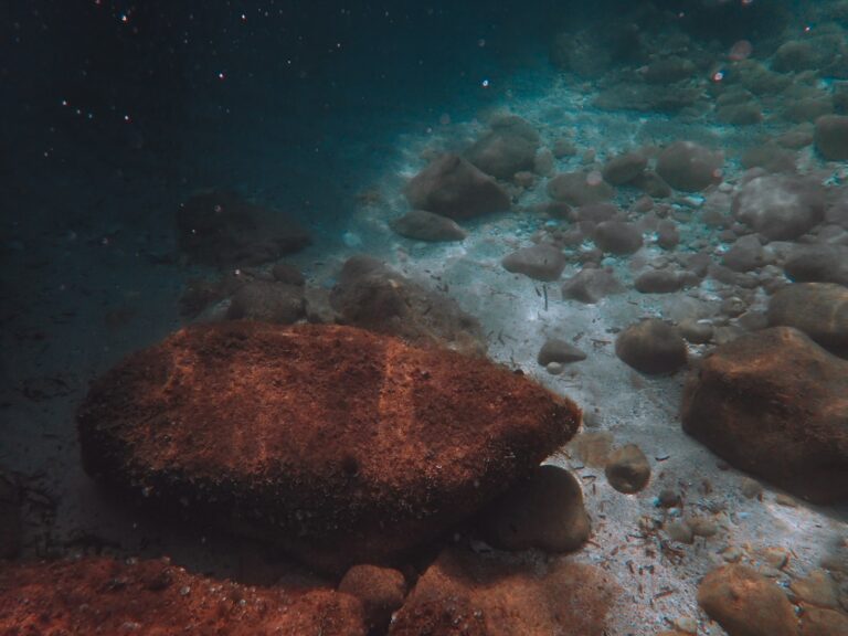 Coelacanths: Fish That Haven’t Changed in 400 Million Years – Extreme ...