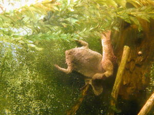 The Surinam Toad Gives Birth Through Holes in Its Back – Extreme Animal ...