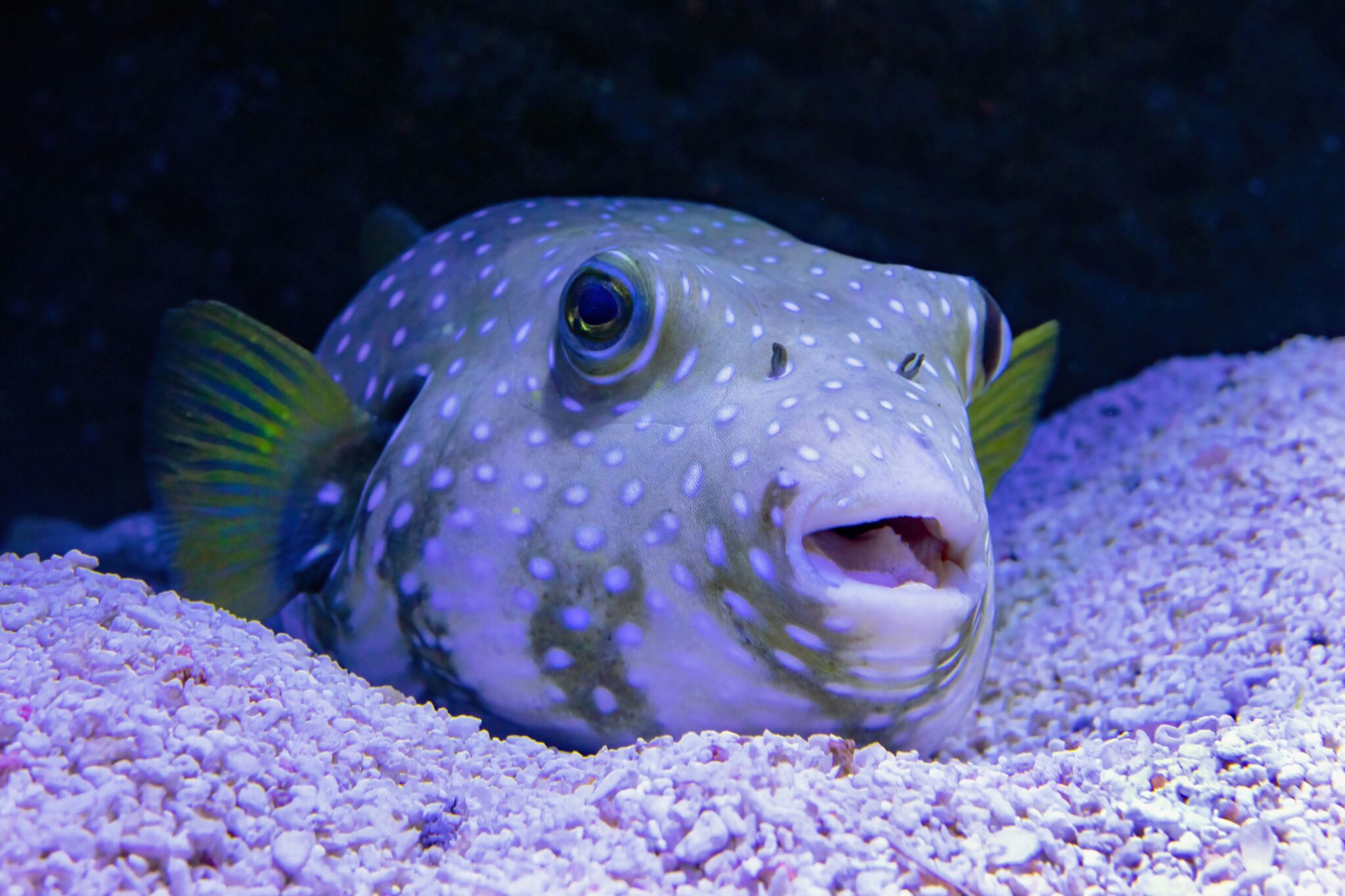 This Fish Builds Nests So Precise They Rival Crop Circles – Extreme ...