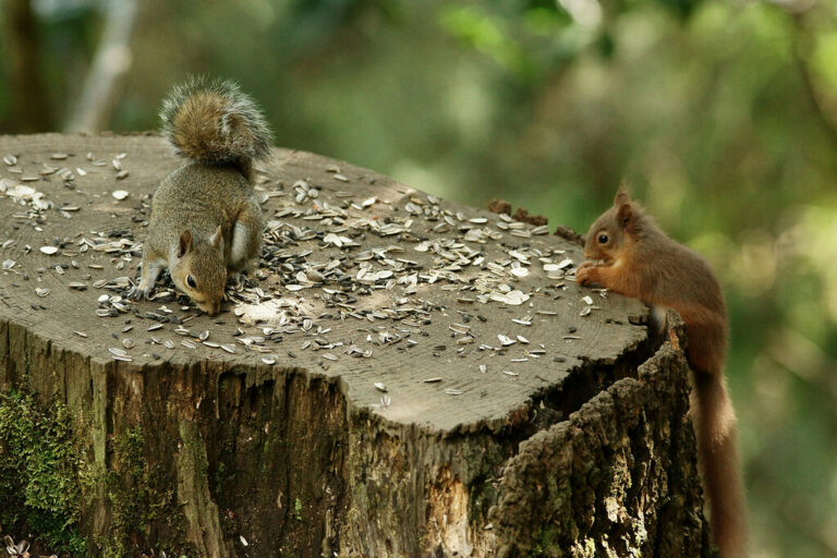 From Trees to Tundra: Where Animals Compete—and Who Wins – Extreme ...