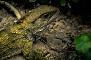 The Tuatara Isn’t a Lizard—And It Has a Third Eye – Extreme Animal Records