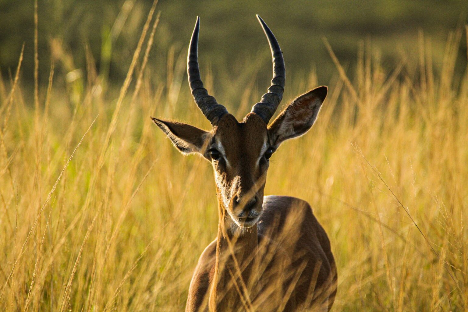 Meet the Saola: One of the Rarest Mammals Ever Seen in the Wild ...