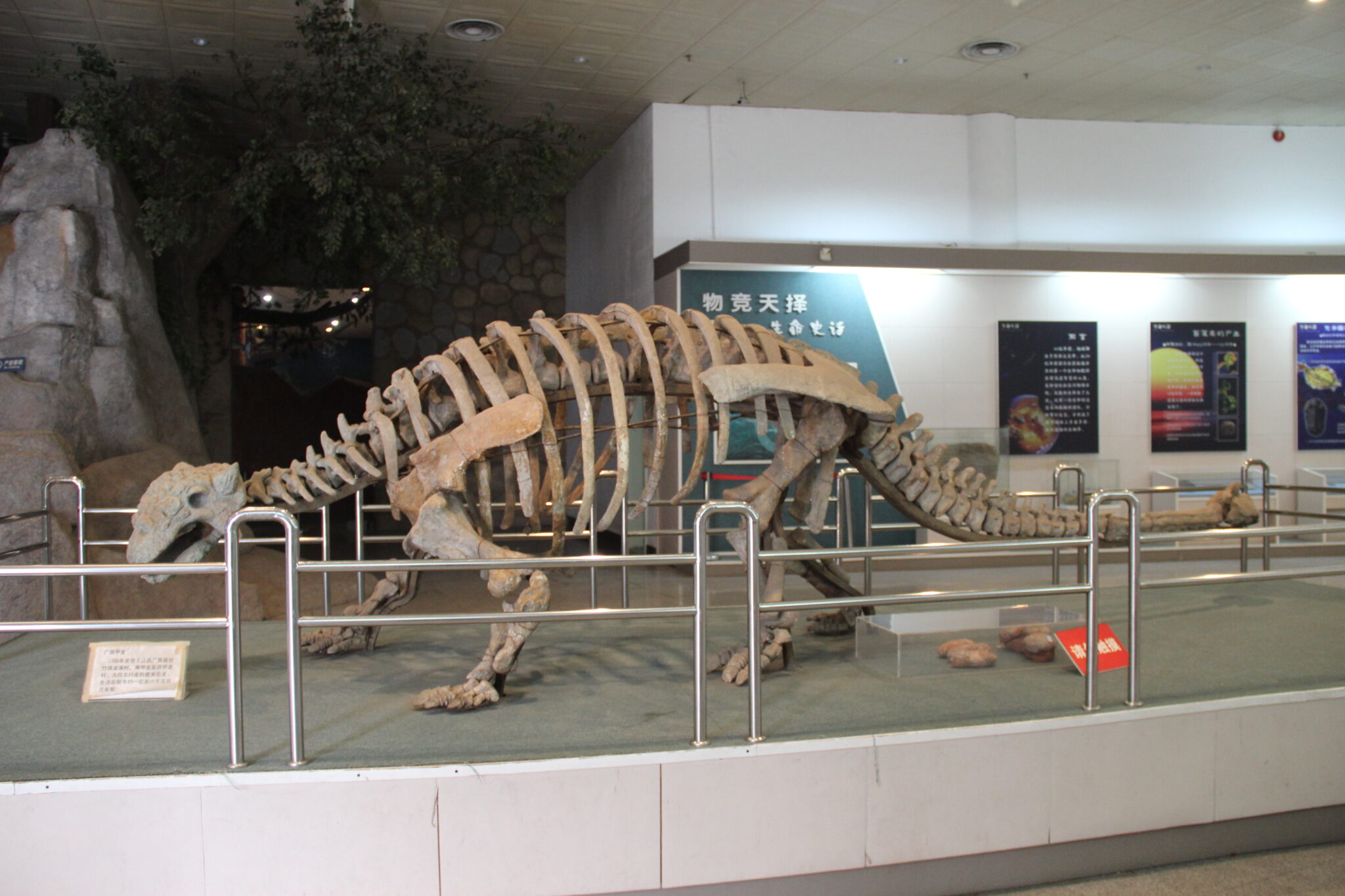 The Ankylosaurus Had a Tail Club That Could Crush Bone – Extreme Animal ...