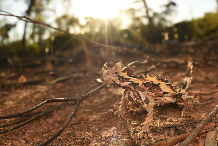The Thorny Devil Drinks Water Through Channels in Its Skin – Extreme ...