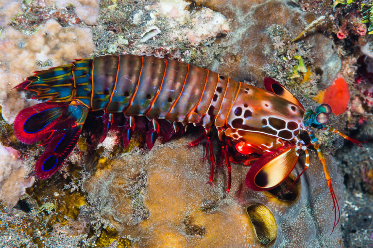 Meet the Mantis Shrimp: An Invertebrate That Sees More Colors Than ...