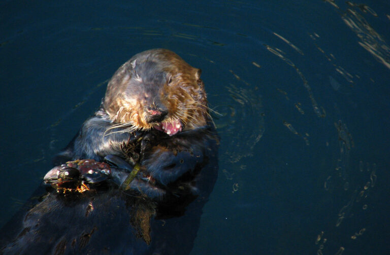 Sea Otters Use Tools—And They’ve Been Doing It for Thousands of Years ...