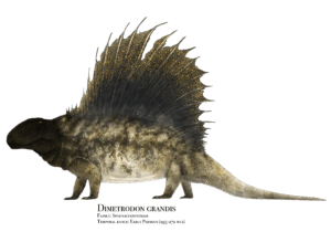 Dimetrodon Had a Massive Back Sail—But It Wasn’t a Dinosaur – Extreme ...