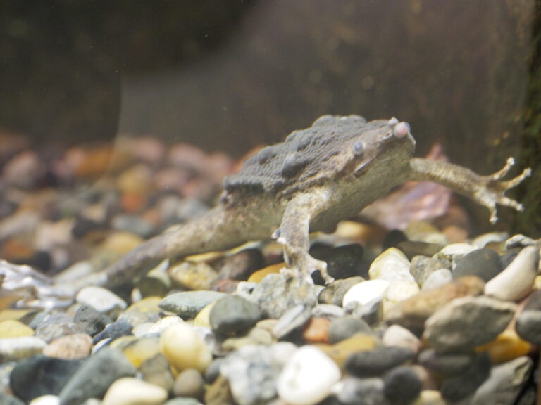 The Surinam Toad Gives Birth Through Holes in Its Back – Extreme Animal ...