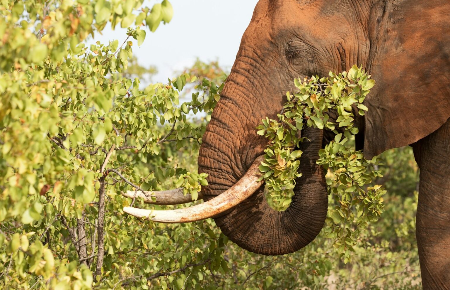 What Is Herbivory? The Plant-Animal Relationship That Built the Earth ...