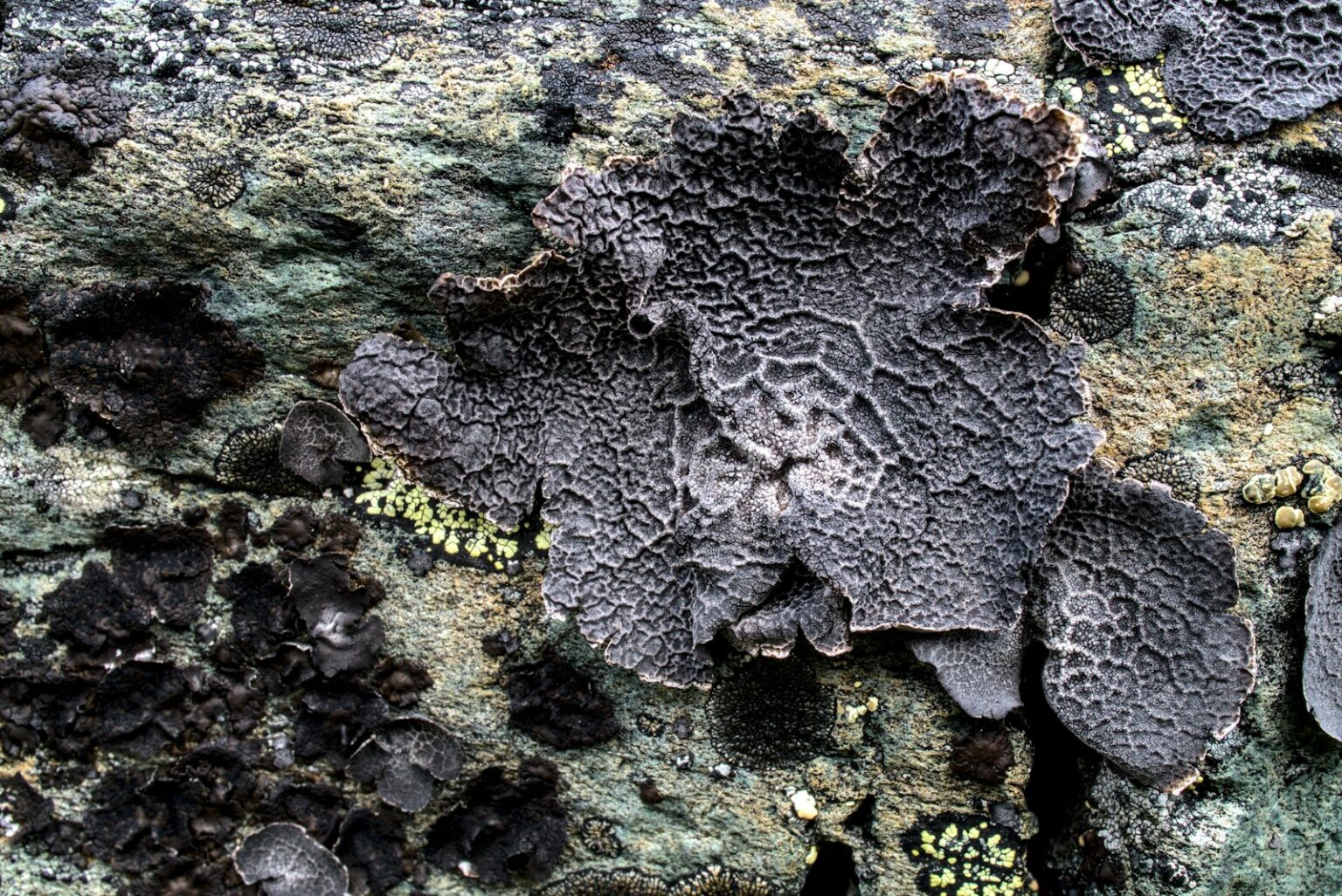The Slime Mold That Solves Mazes Without a Brain – Extreme Animal Records