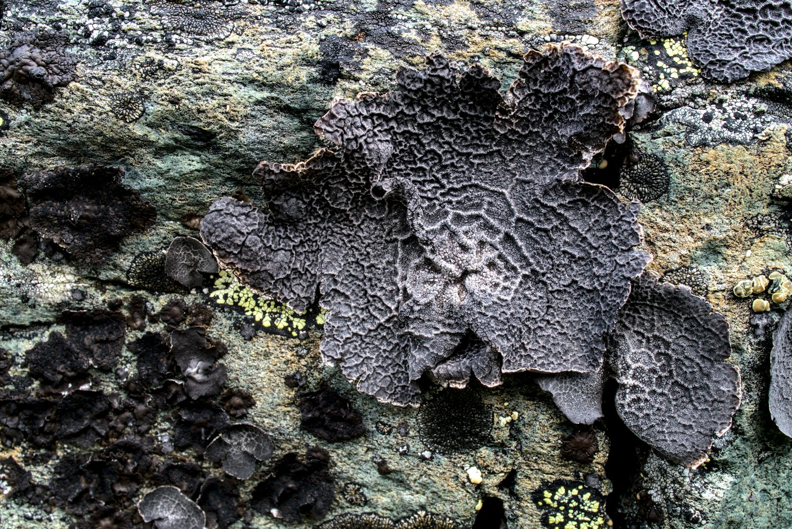 The Slime Mold That Solves Mazes Without a Brain – Extreme Animal Records
