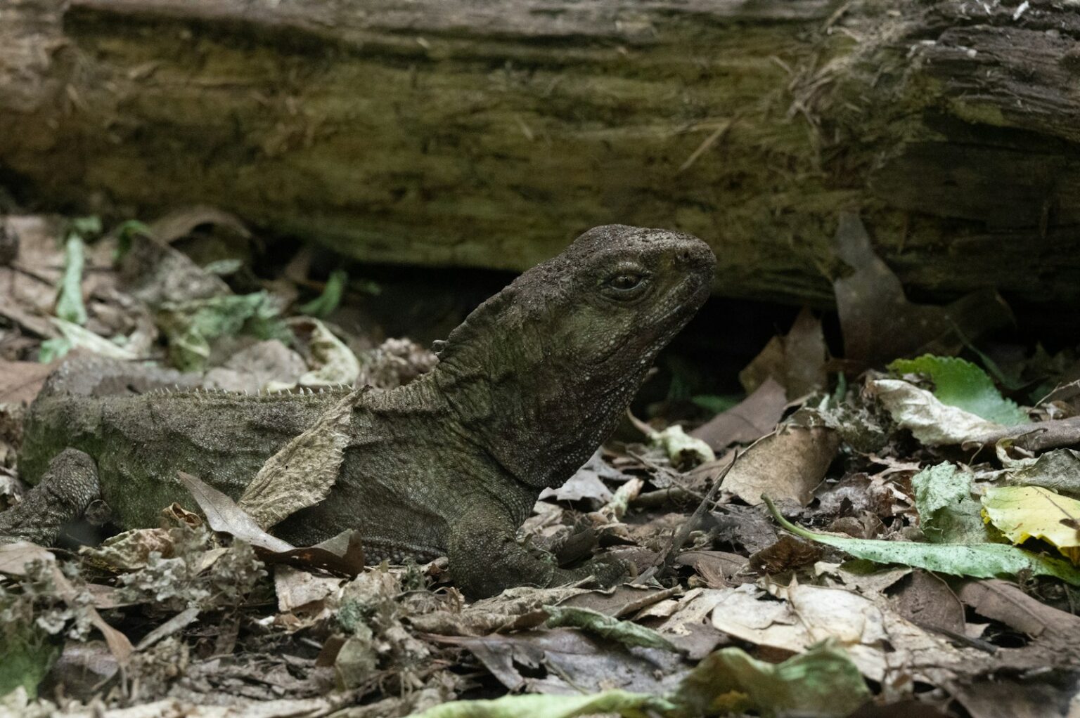 The Tuatara Isn’t a Lizard—And It Has a Third Eye – Extreme Animal Records