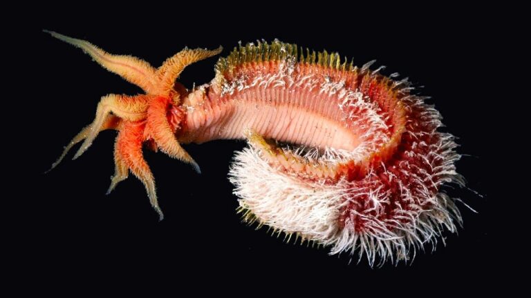 This Worm Has a Jaw Made of Metal and Can Survive Boiling Temperatures ...