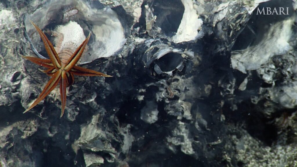 This Worm Has a Jaw Made of Metal and Can Survive Boiling Temperatures ...