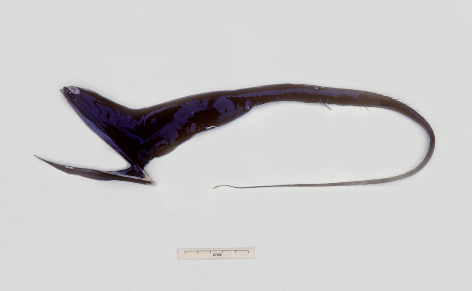 The Gulper Eel Can Swallow Prey Bigger Than Itself With Its Balloon ...