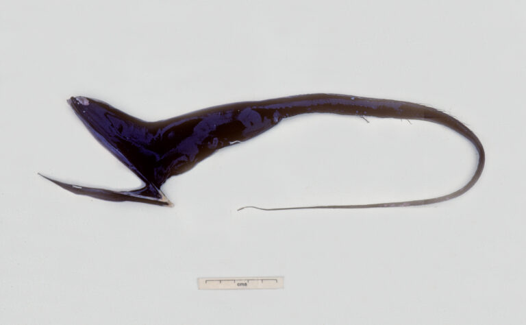 The Gulper Eel Can Swallow Prey Bigger Than Itself With Its Balloon ...