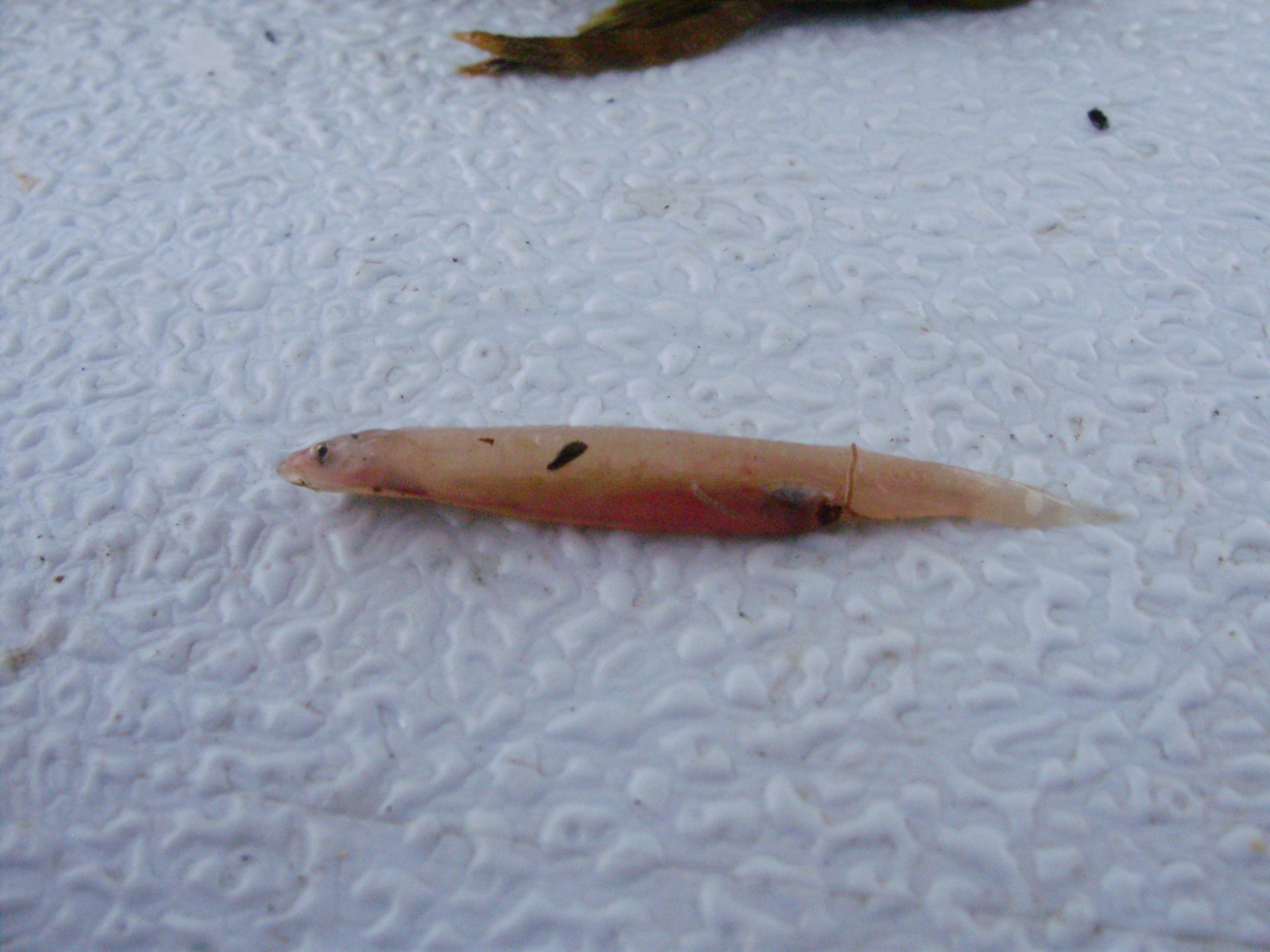 Meet the Candiru Known as The Parasitic Fish That’s the Stuff of ...