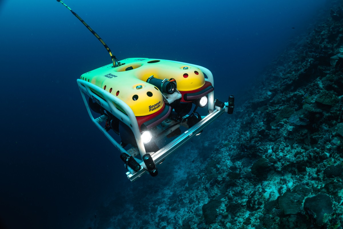 The Glass Squid Is Nearly Invisible—and Can Inflate Like a Balloon to ...