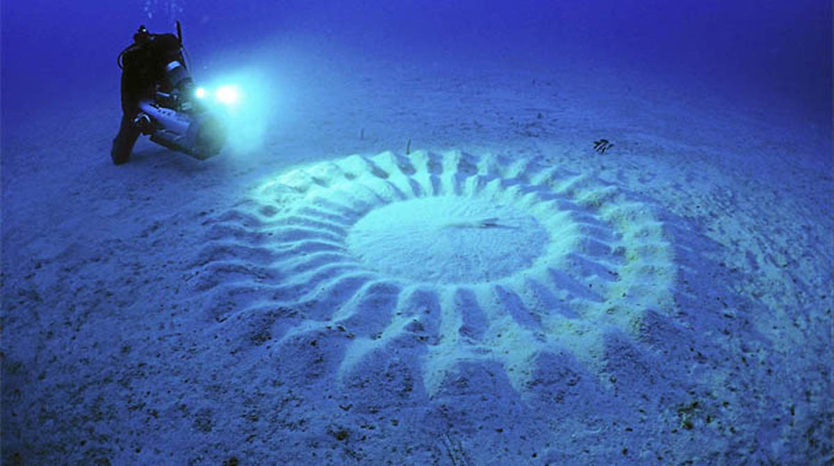This Fish Builds Nests So Precise They Rival Crop Circles – Extreme ...