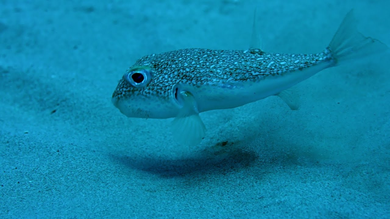 This Fish Builds Nests So Precise They Rival Crop Circles – Extreme ...