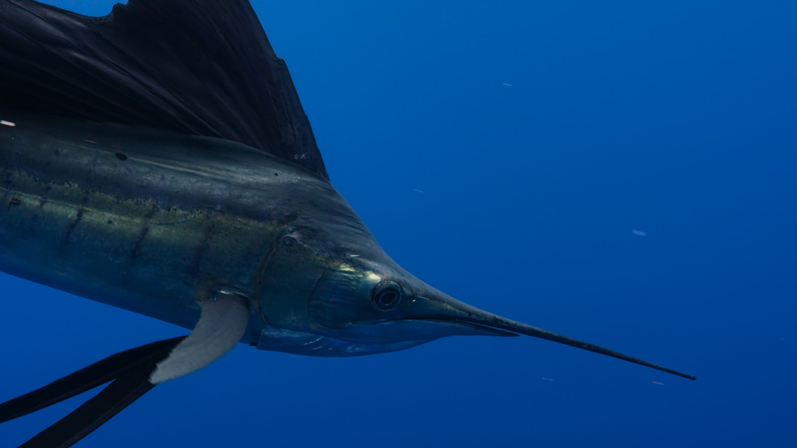 The Fastest Fish in the Ocean—and How It Outswims Predators – Extreme ...