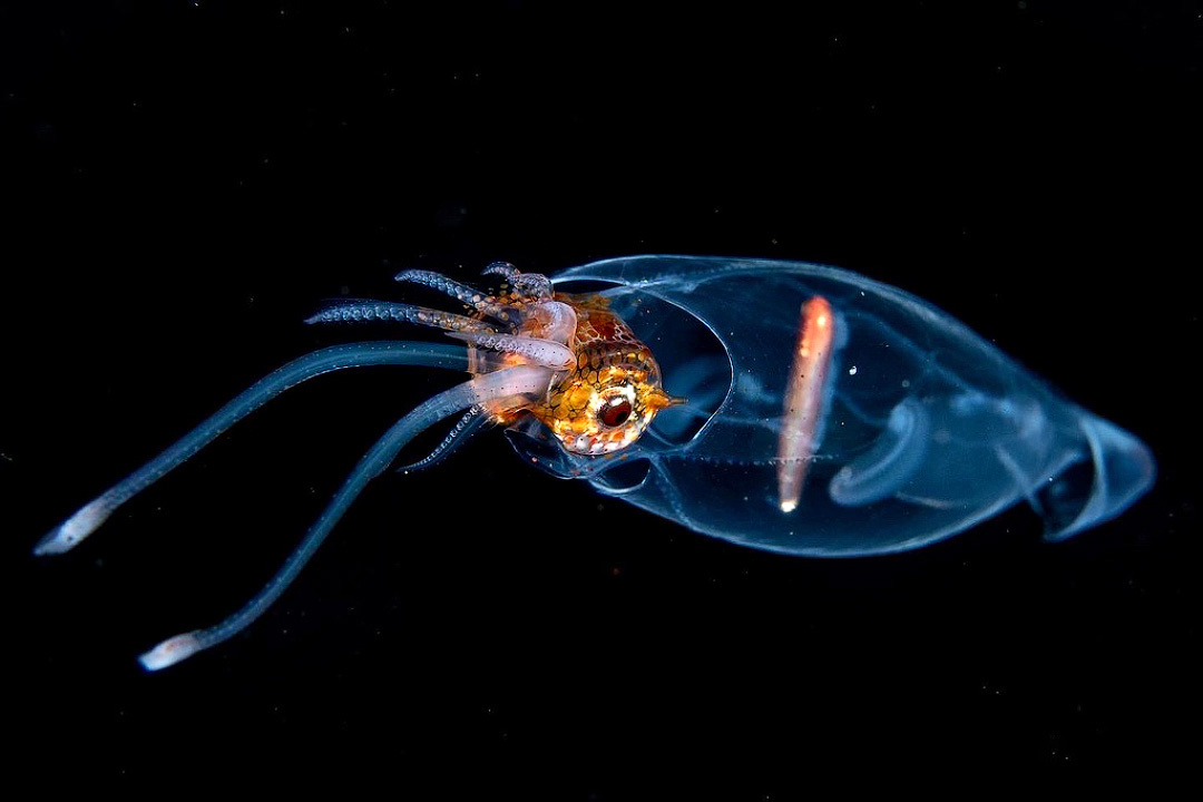The Glass Squid Is Nearly Invisible—and Can Inflate Like a Balloon to ...
