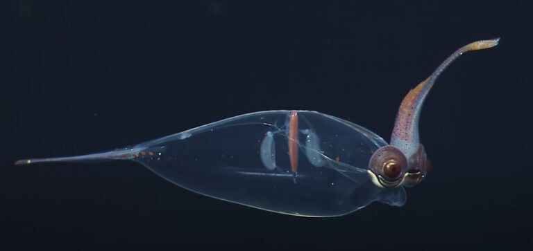 The Glass Squid Is Nearly Invisible—and Can Inflate Like a Balloon to ...