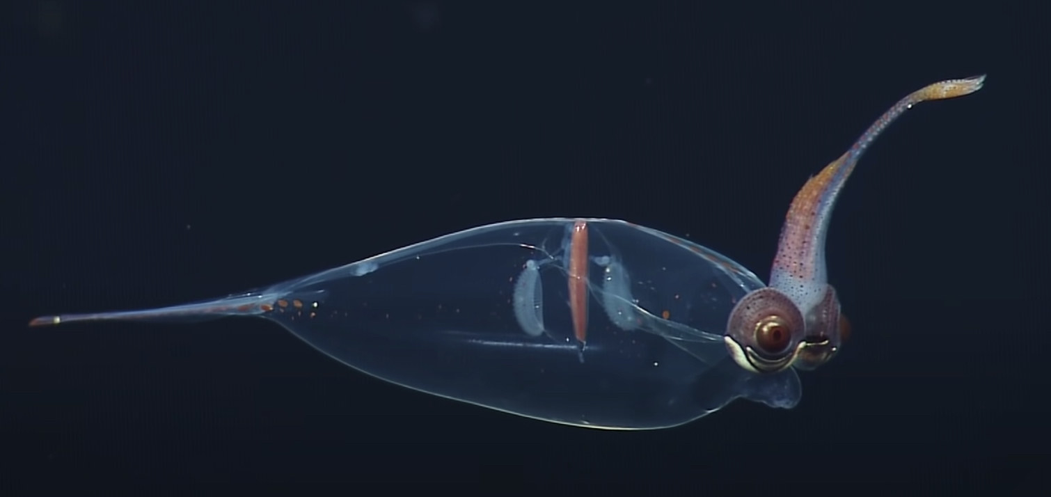 The Glass Squid Is Nearly Invisible—and Can Inflate Like a Balloon to ...