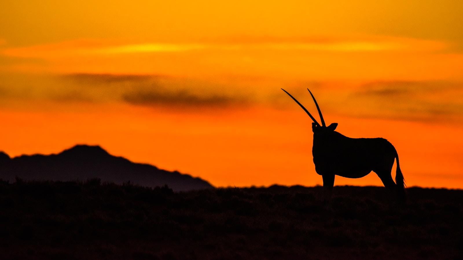 Meet the Saola: One of the Rarest Mammals Ever Seen in the Wild ...