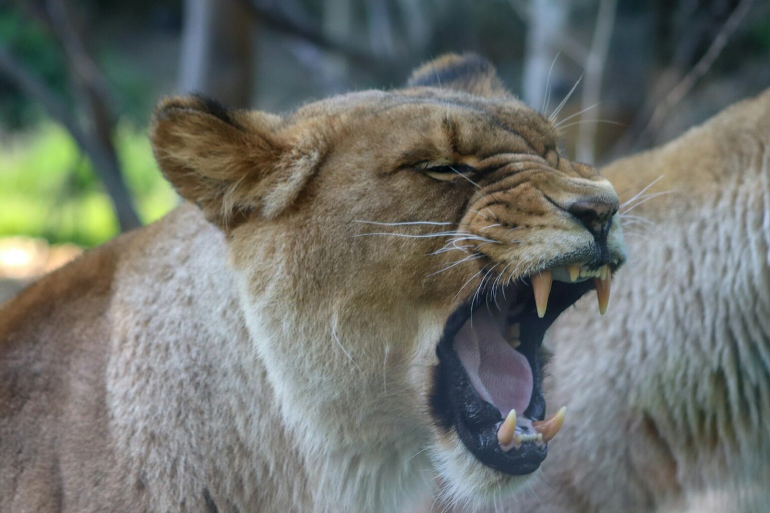 The Loudest Roar in the Animal Kingdom – Extreme Animal Records