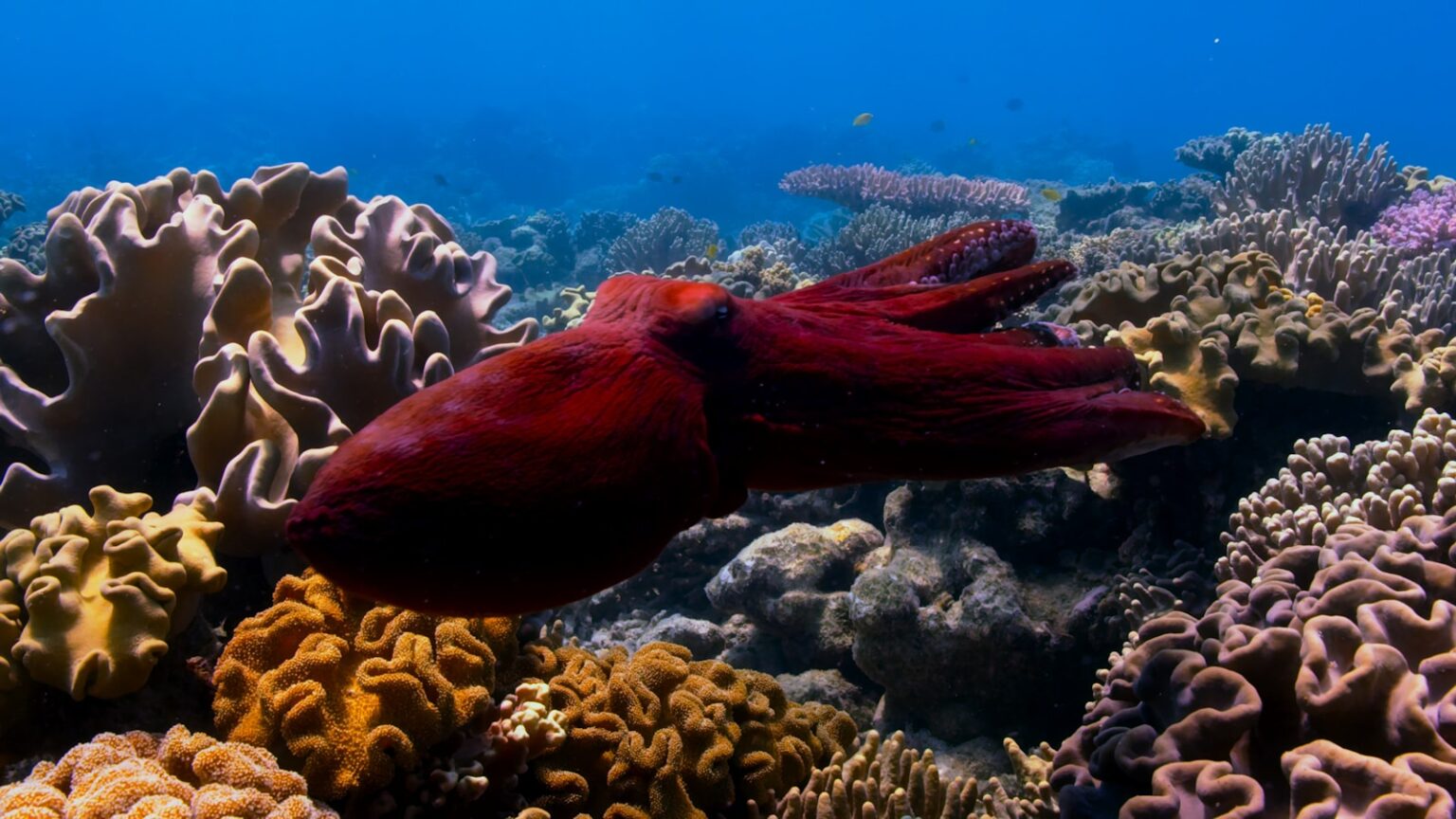 10 High-Altitude Animals vs. 10 Deepest-Dwelling Creatures – Extreme ...