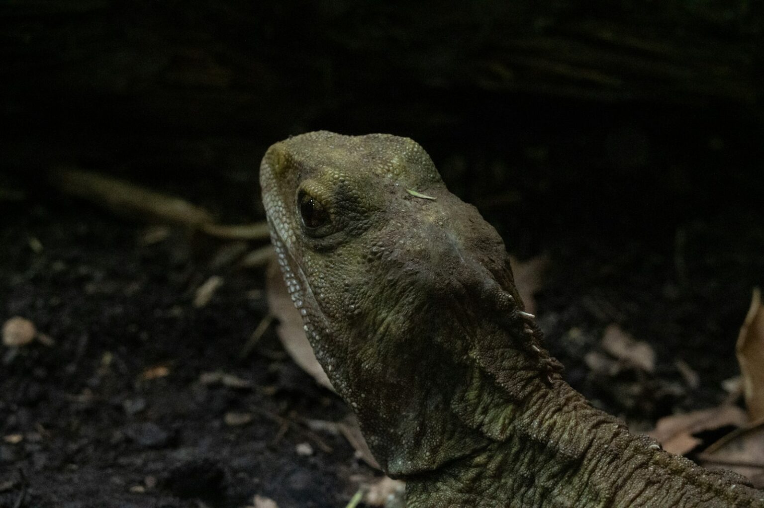 The Tuatara Isn’t a Lizard—And It Has a Third Eye – Extreme Animal Records