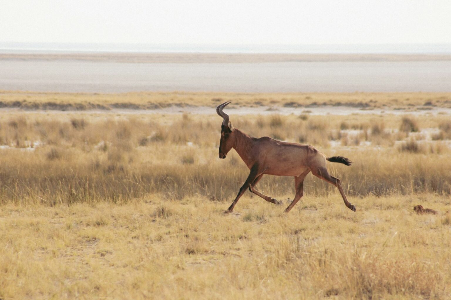 10 High-Altitude Animals vs. 10 Deepest-Dwelling Creatures – Extreme ...