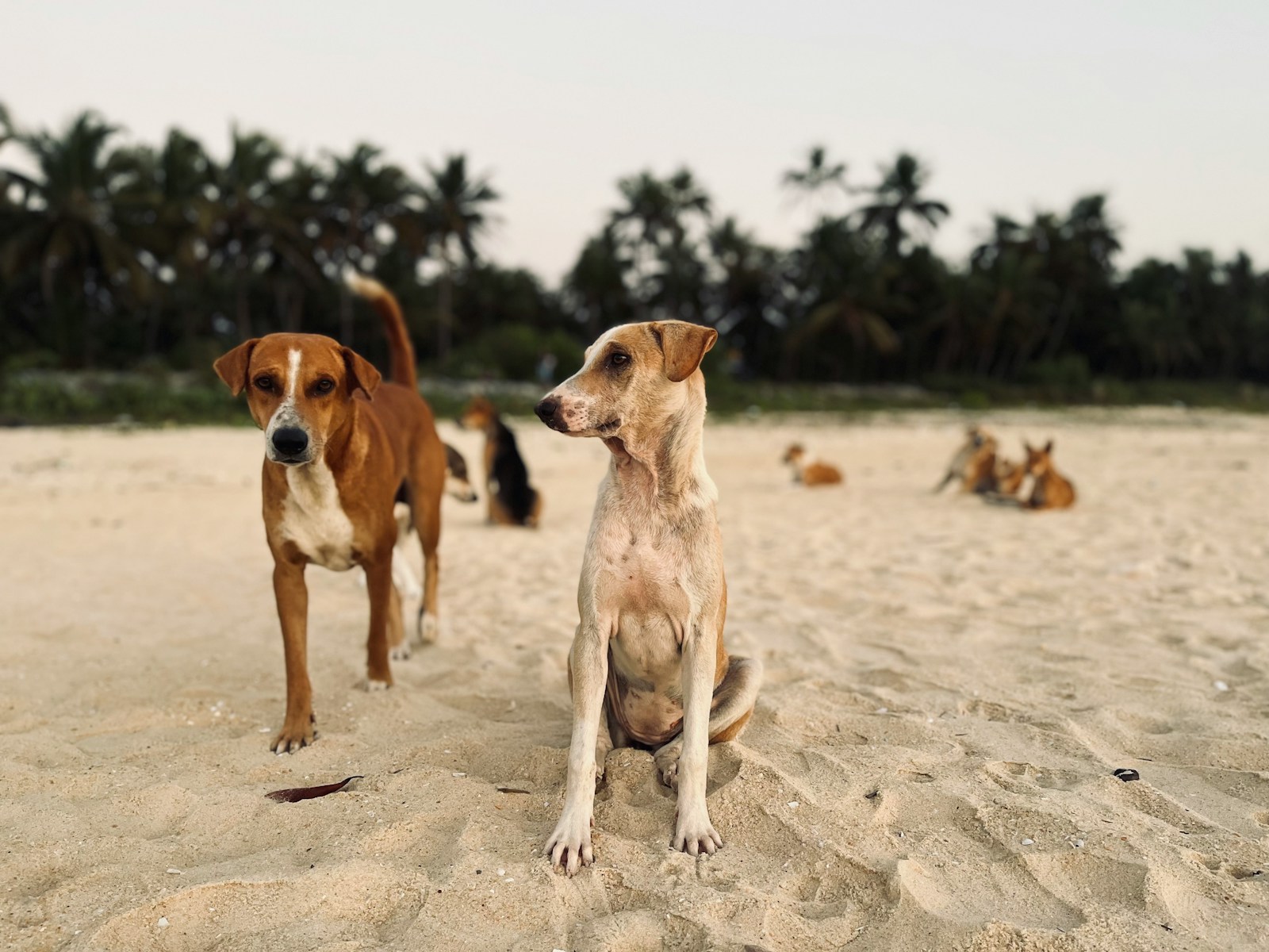 Why Some Species Reverse Evolution When Under Stress – Extreme Animal ...